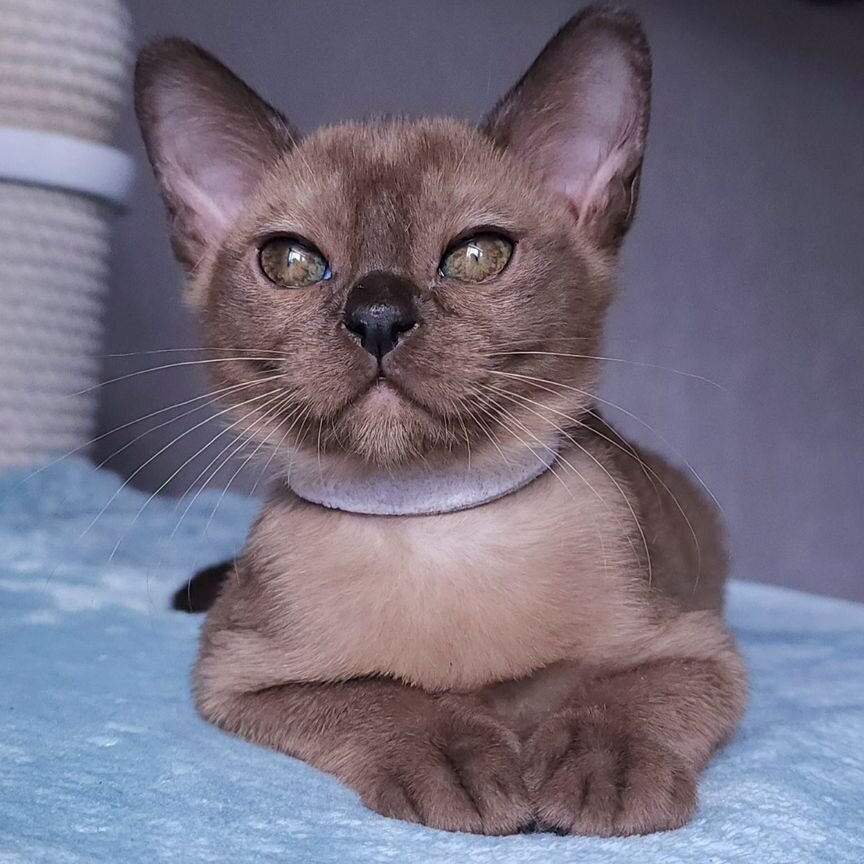 Европейский бурманский котёнок