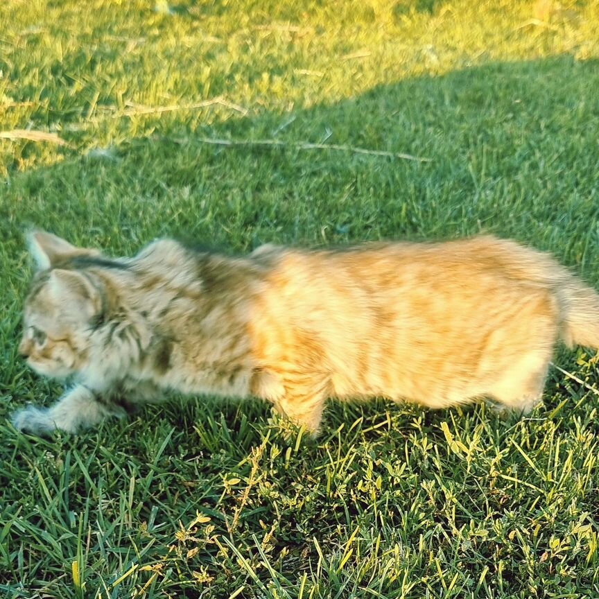 Красивая кошечка