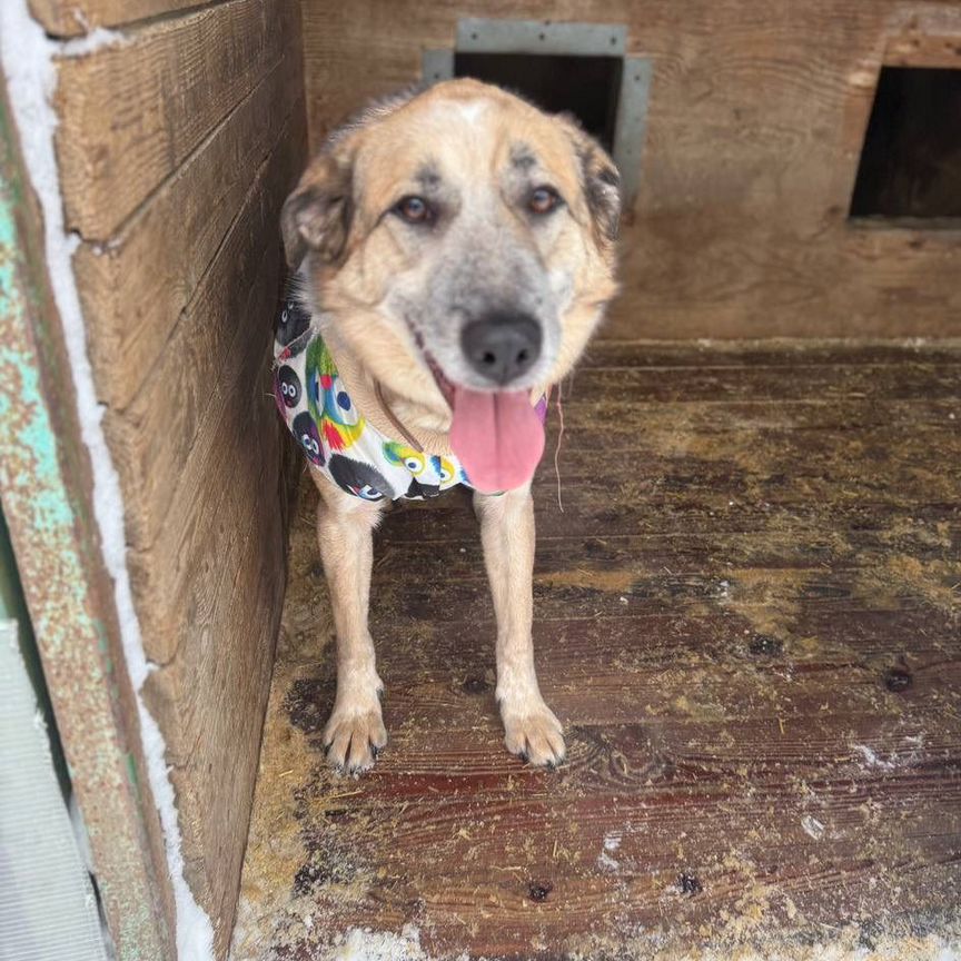 Взрослый пёс в добрые руки