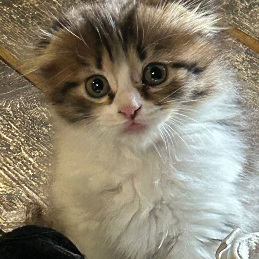 Отдам котенка, мальчик в добрые руки