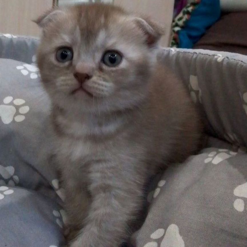 Шотландская вислоухая