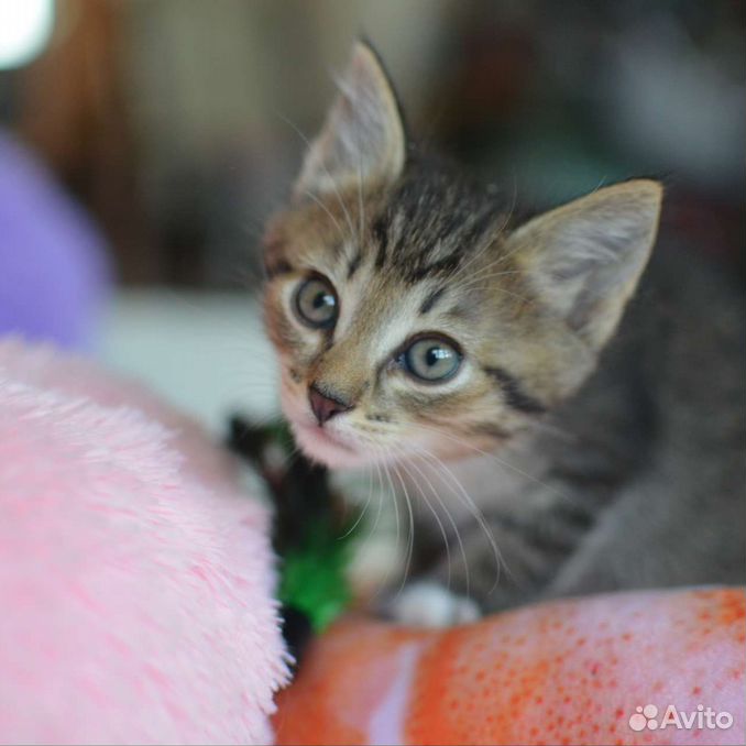 Котенок Тишка в добрые руки