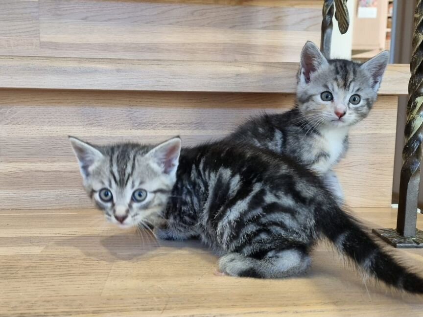 Отдадим котят в добрые руки