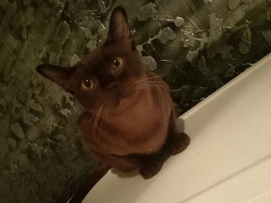 Бурманская кошечка