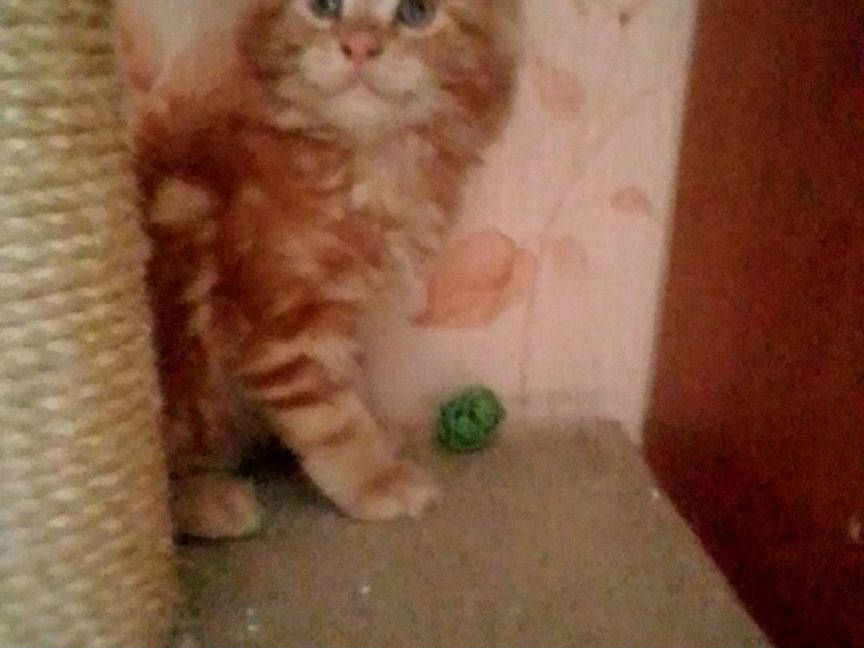 Нарядные котики