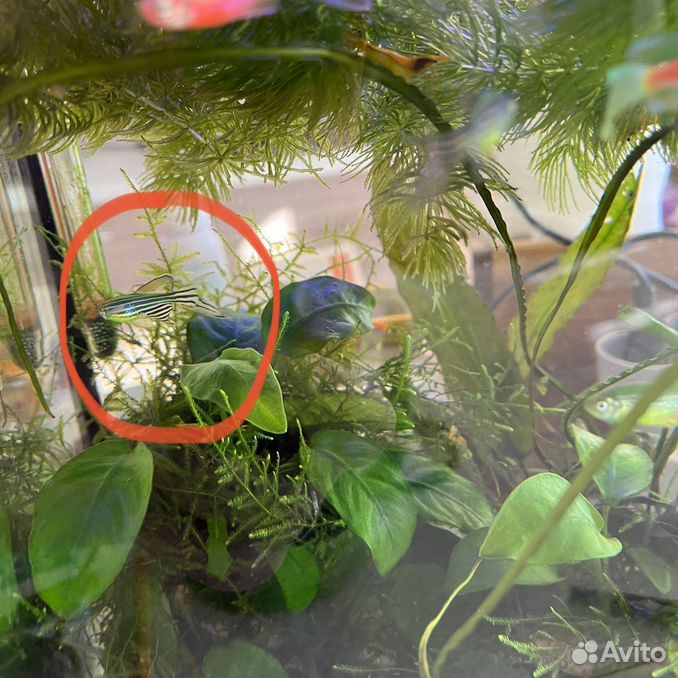 Данио глофиш гло вуаль