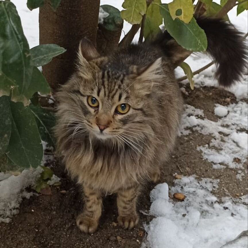 Кошечка мурчалка 6 мес в добрые руки