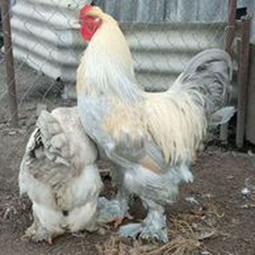 Куры брама Изабелла