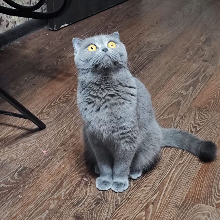 Британская кошечка вязка