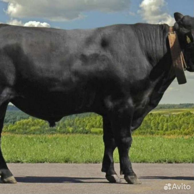 Абердин-ангусский,красногорбатовский бык