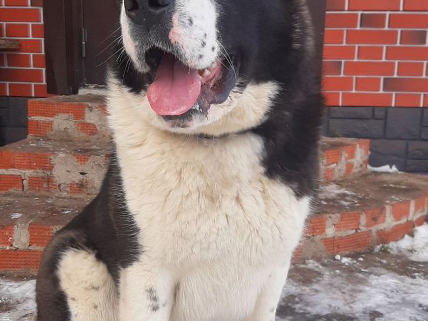 Среднеазиатская овчарка, Алабай, щенки