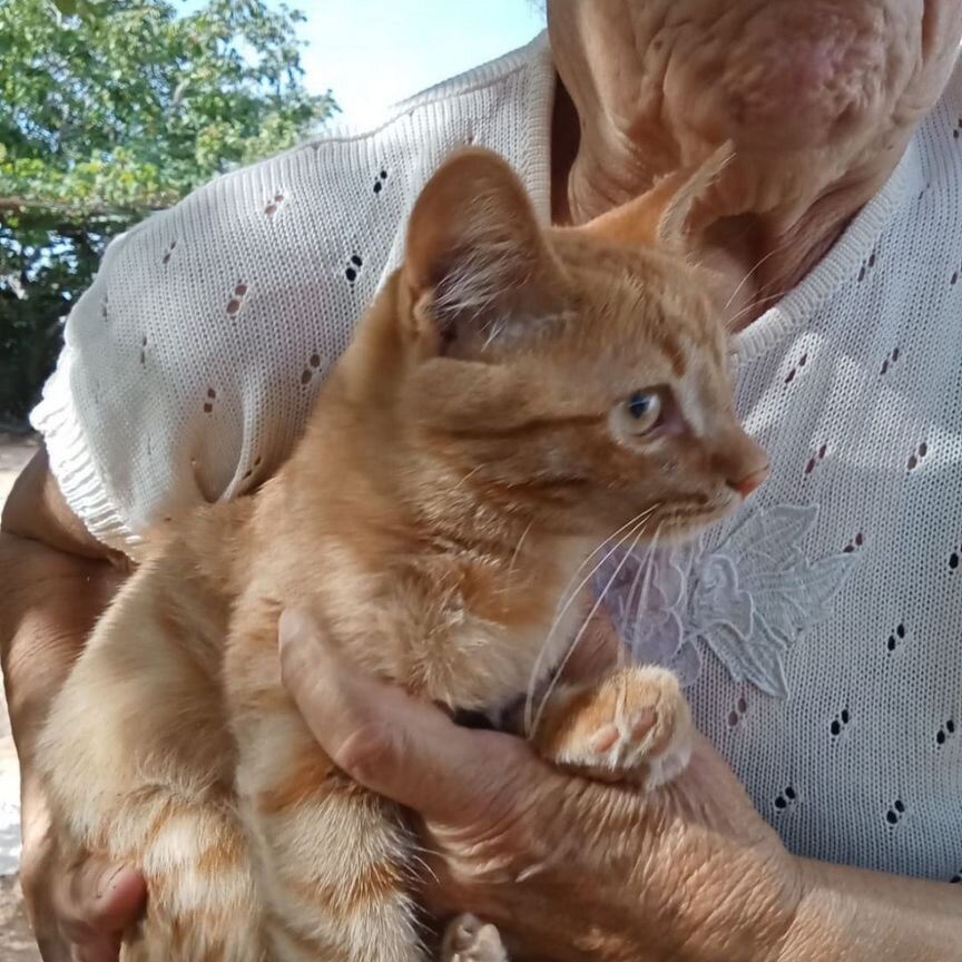 Отдам в добрые руки котят