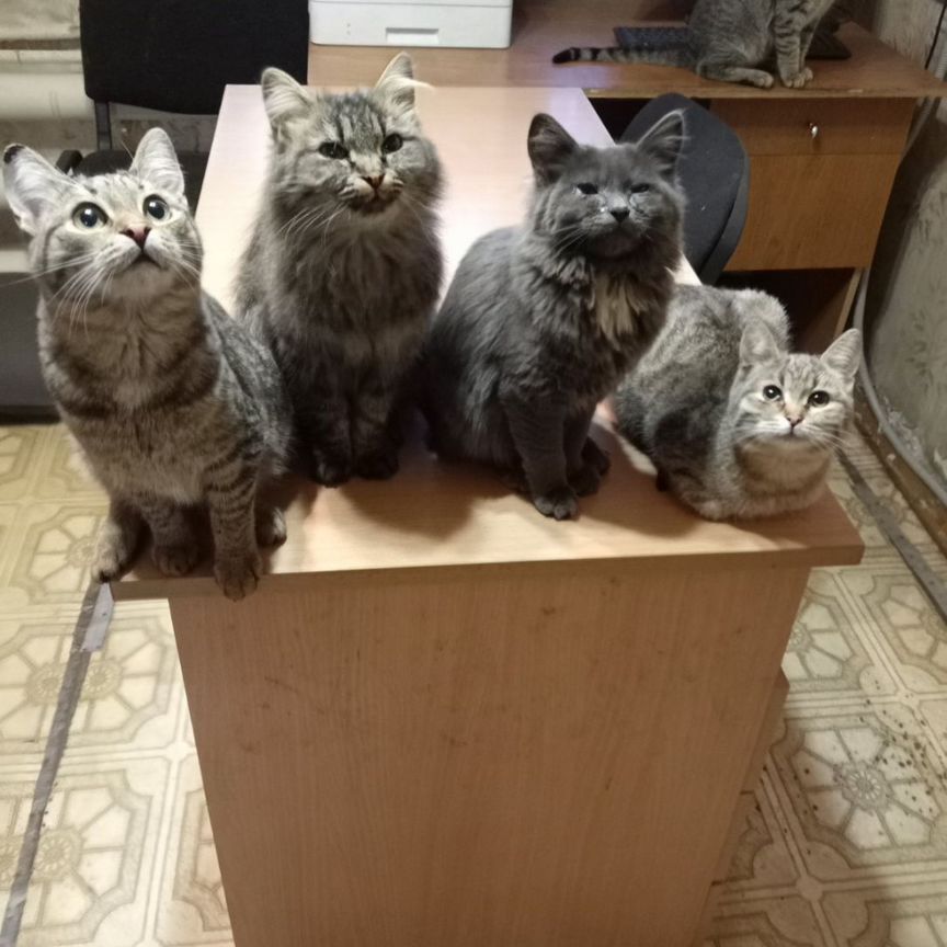 Котята в добрые руки