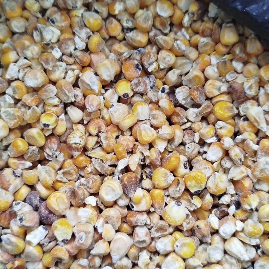 Кукуруза фуражная