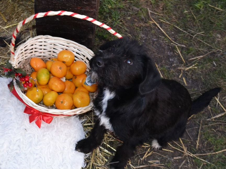 Щенок в добрые руки