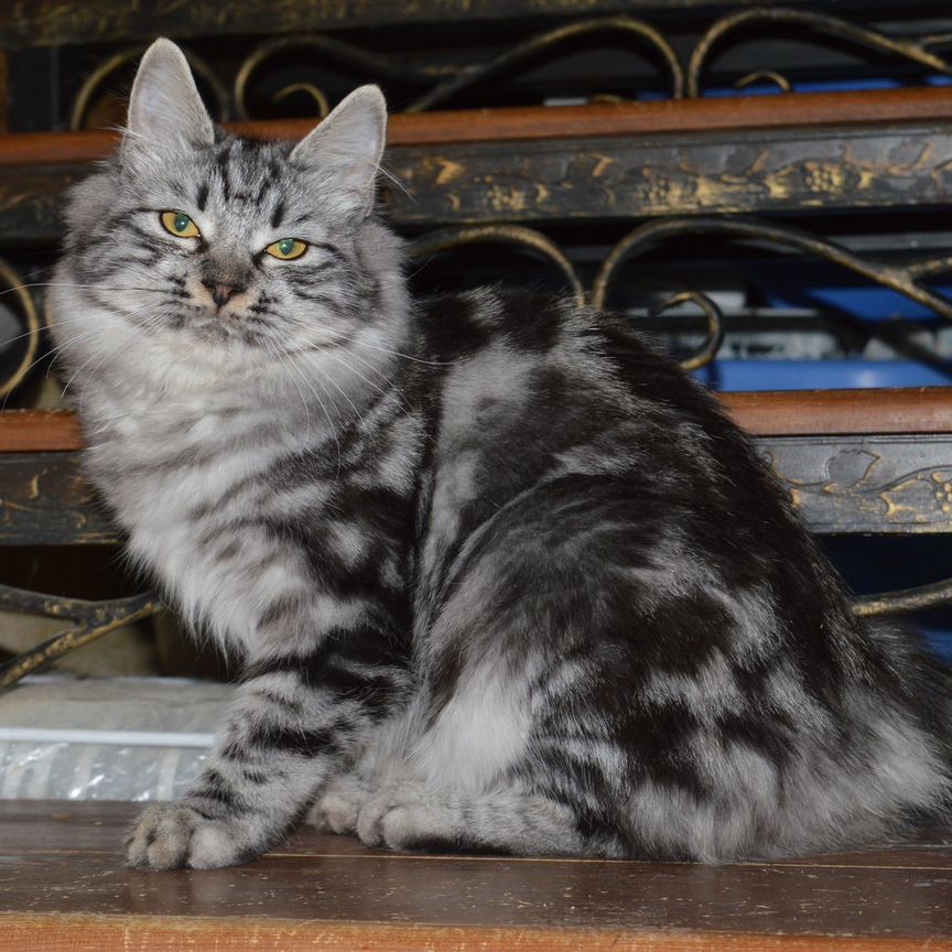 Кошечка Лана