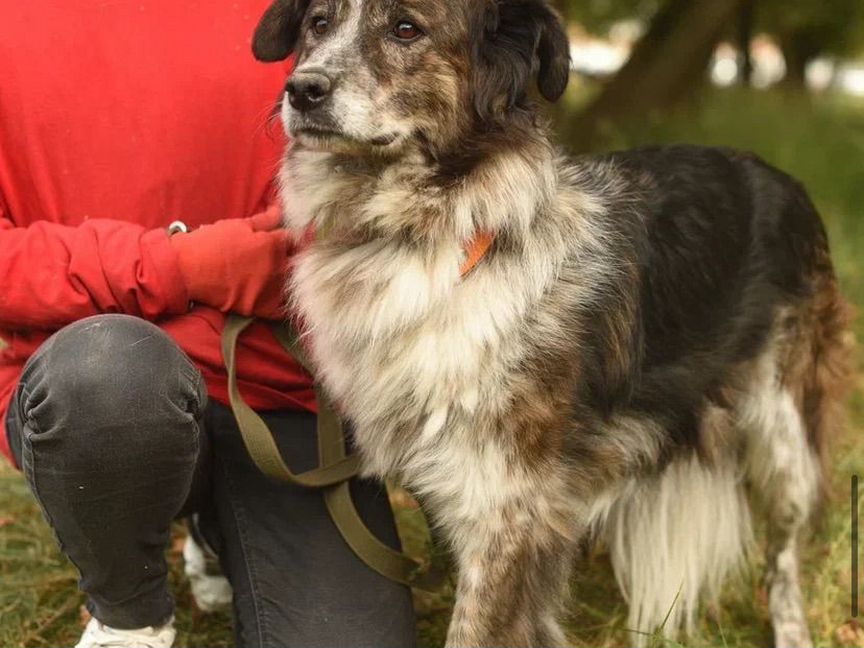 Красивая собака в добрые руки