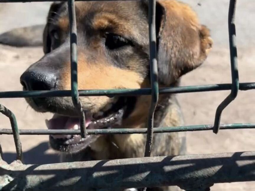 Собака в добрые руки