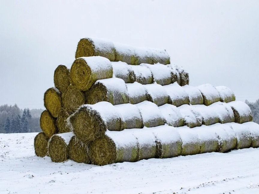 Сено солома в рулона