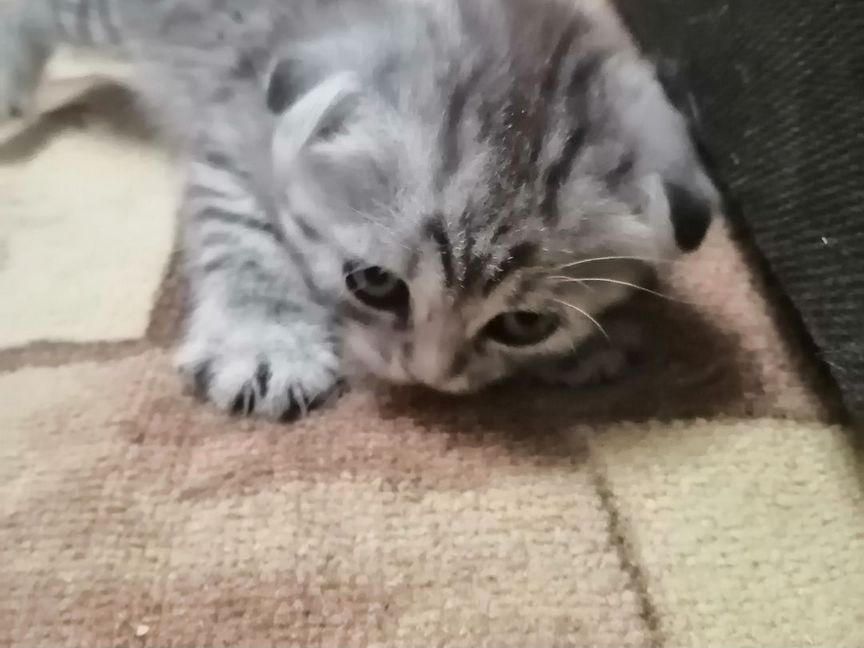 Шотландские котята