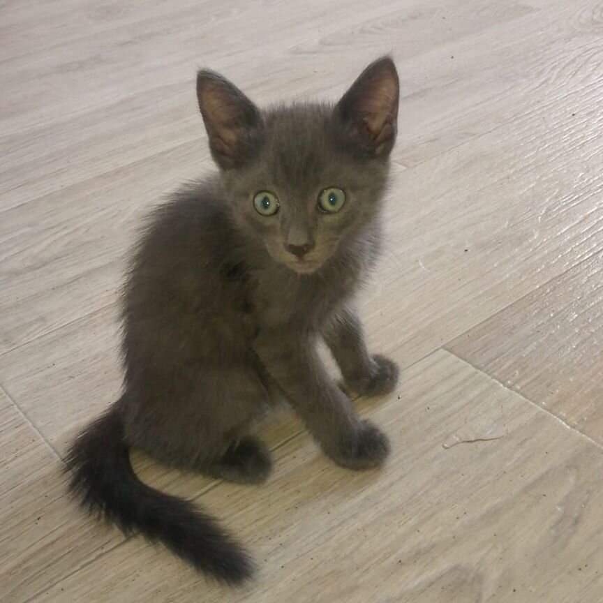 Котейки классные