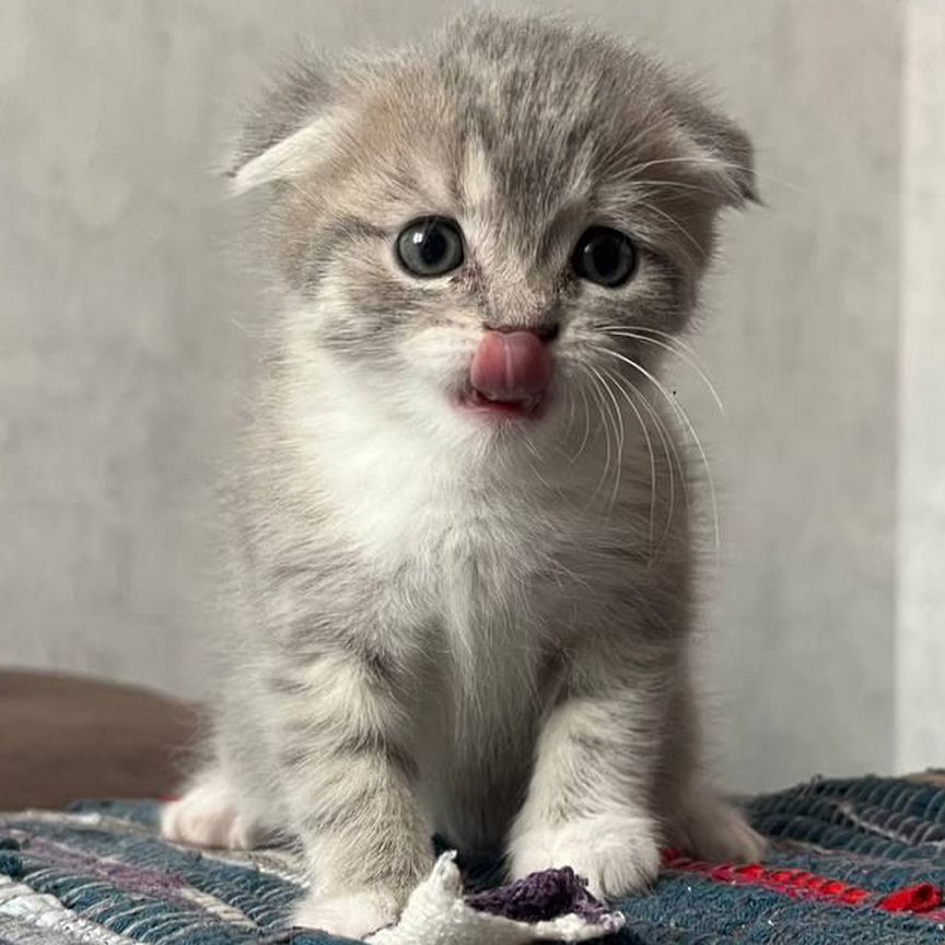 Котенок Ксюха