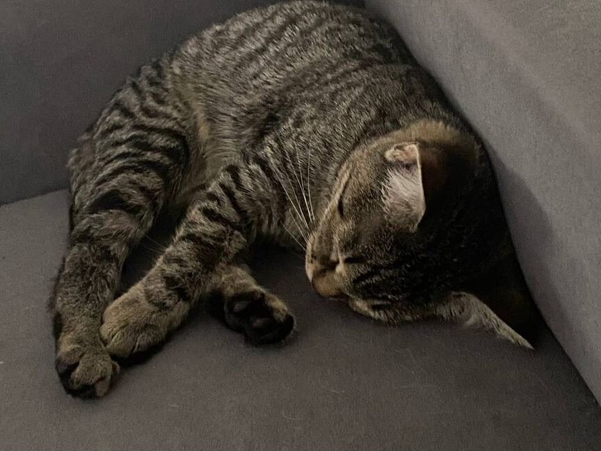 Кошки в добрые руки