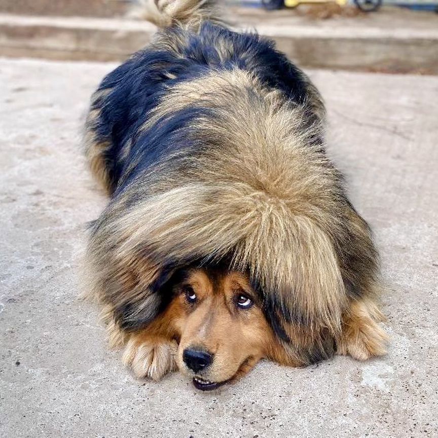 Ронда ищет дом