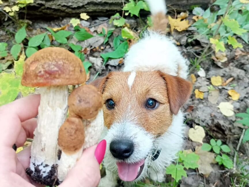 Вязка кобель джек рассел