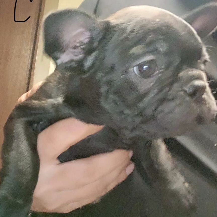 Французский бульдог, щенок