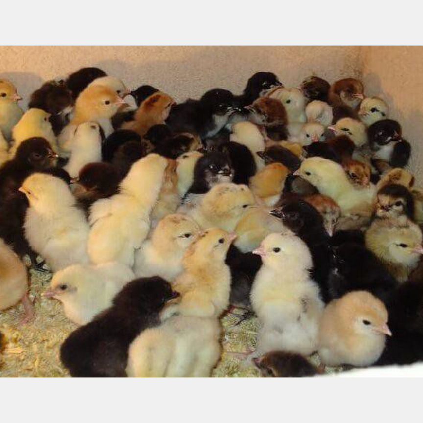 Цыплята суточные