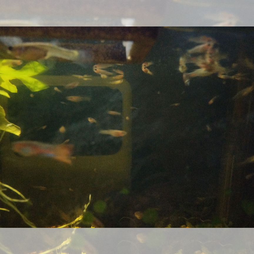 Аквариумные рыбки гуппи