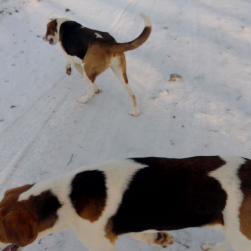 Русская пегая гончая