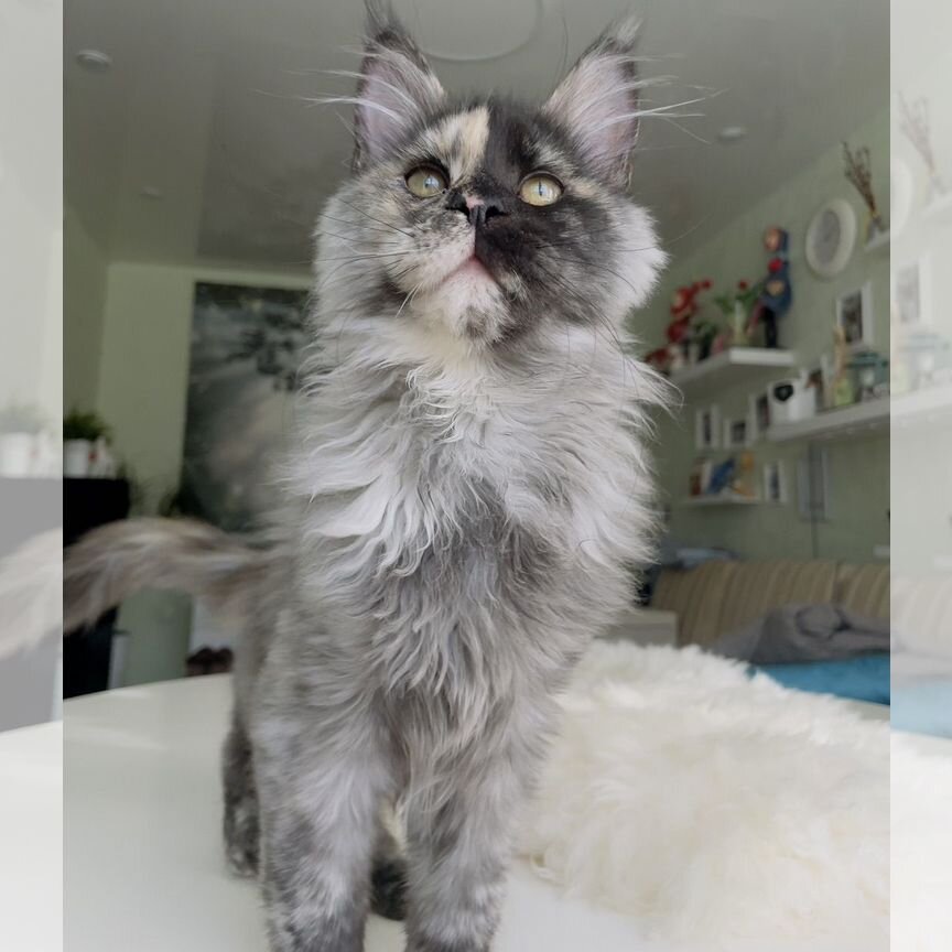 Мейн-кун котёнок