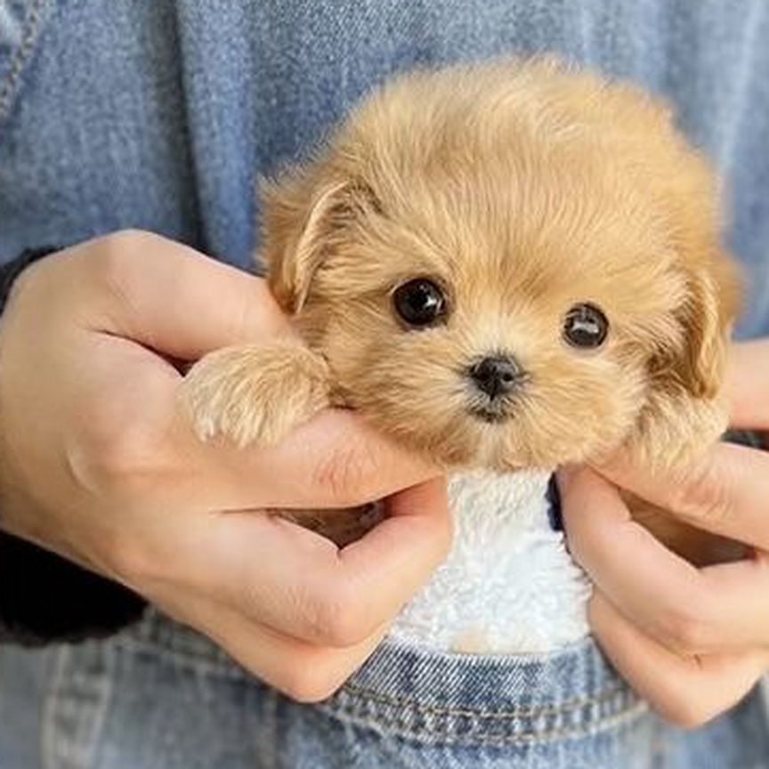 Мальтипу, щенок