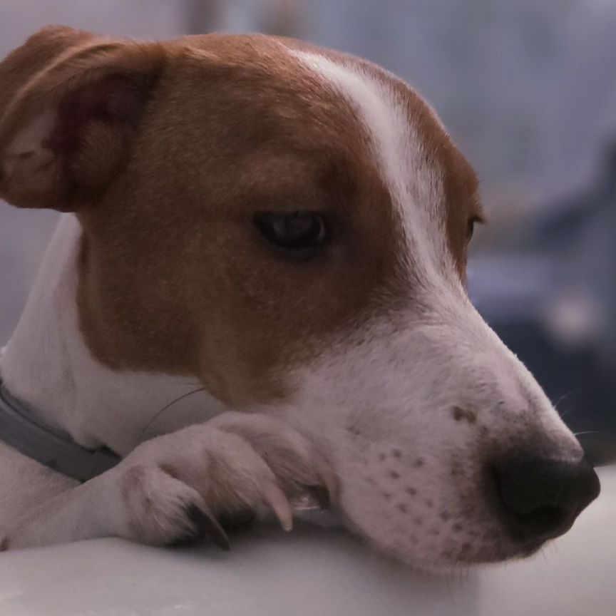 Джек-рассел-терьер, щенок