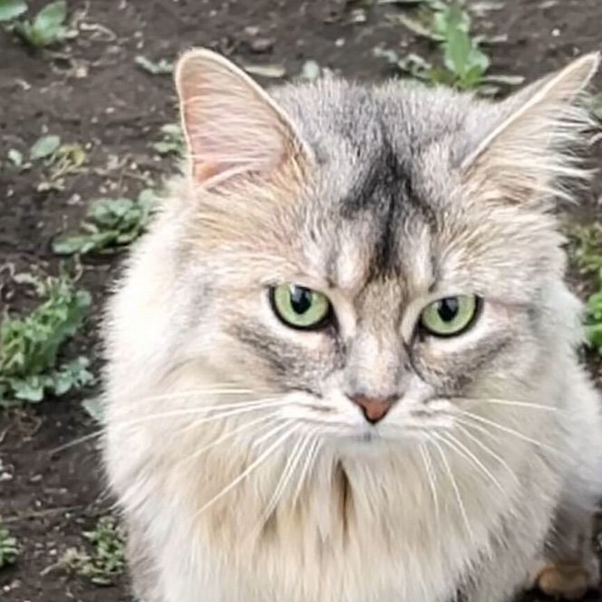 Сомалийская кошка