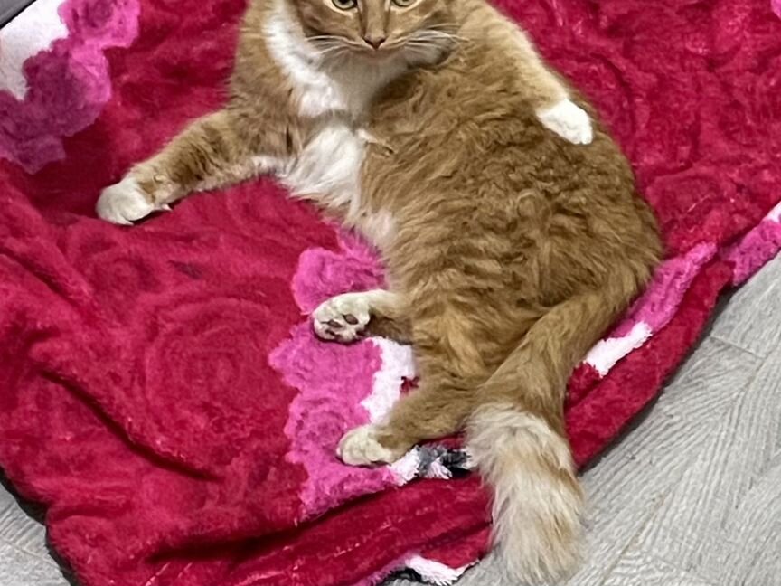 Огненно рыжая кошечка