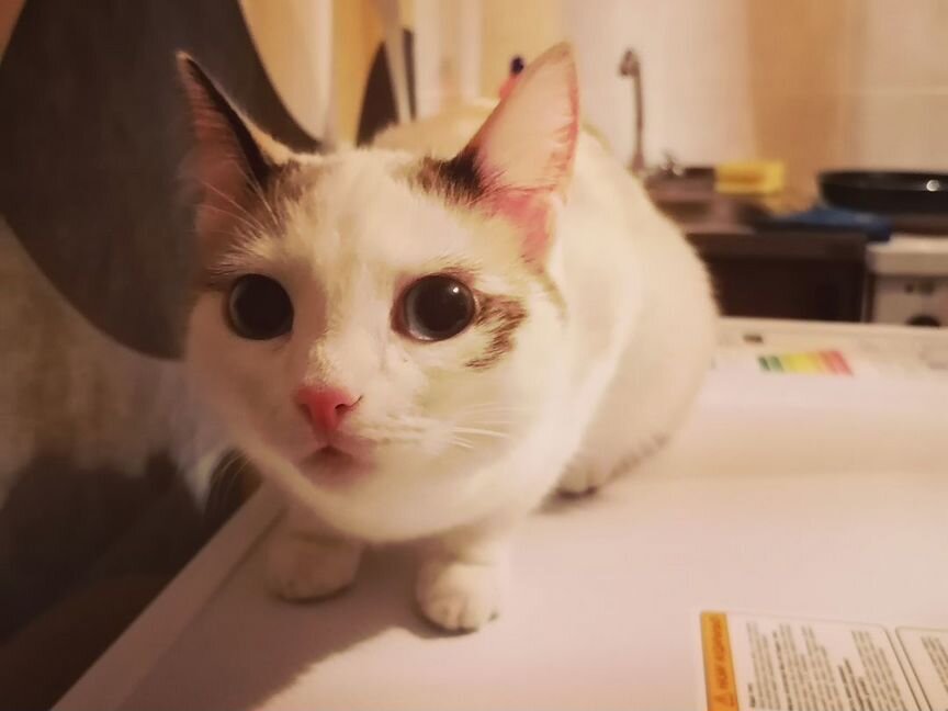 Кошка Белая Бесплатно