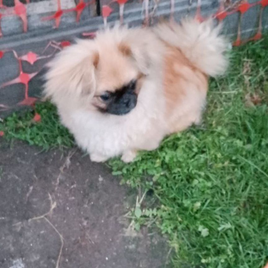 Щенок шпица и пикинеса