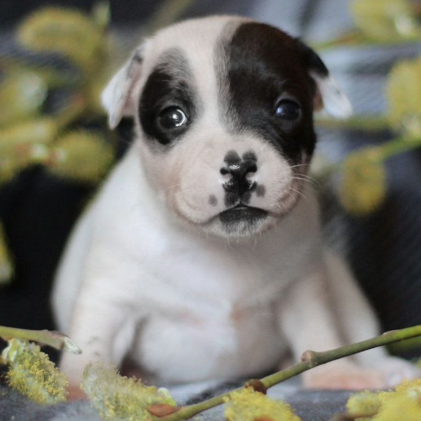 Стаффордширский бультерьер, щенок