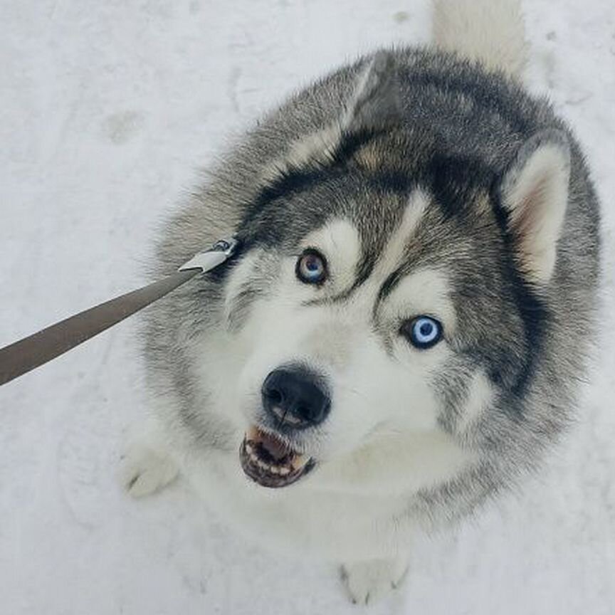 Сибирский хаски, взрослый пёс