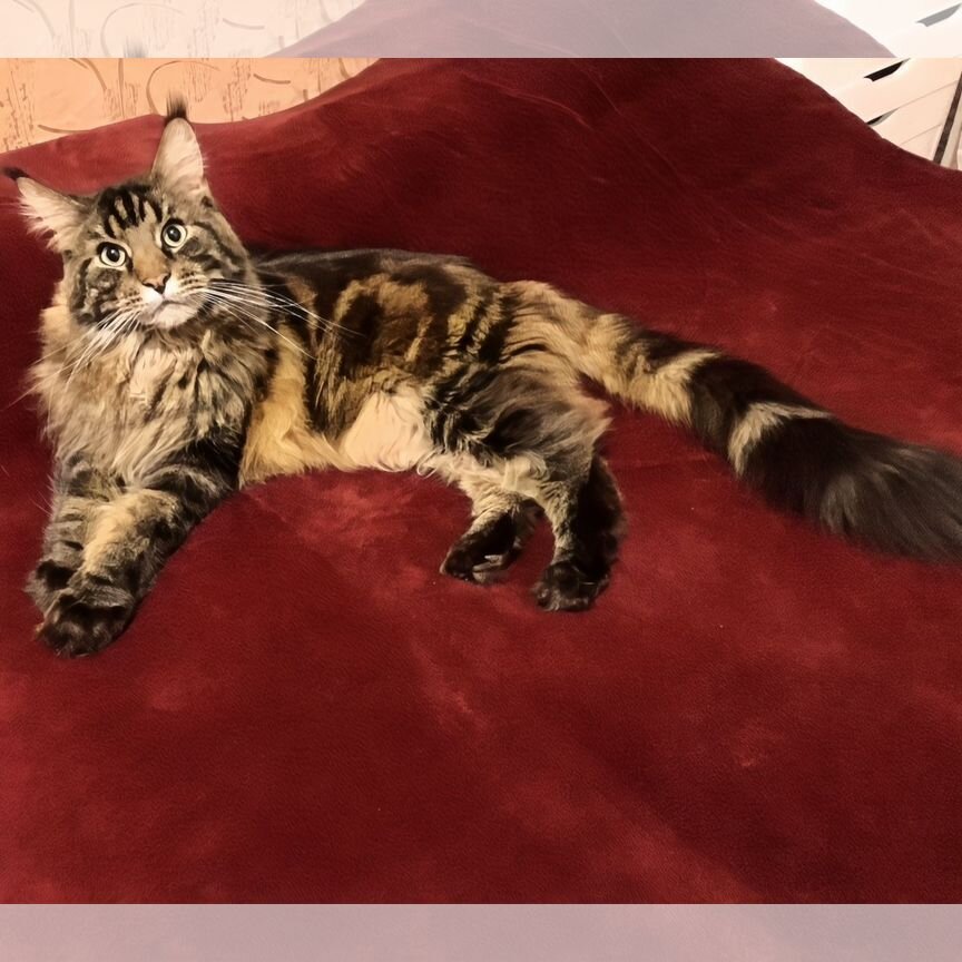 Мейн-кун, взрослый кот