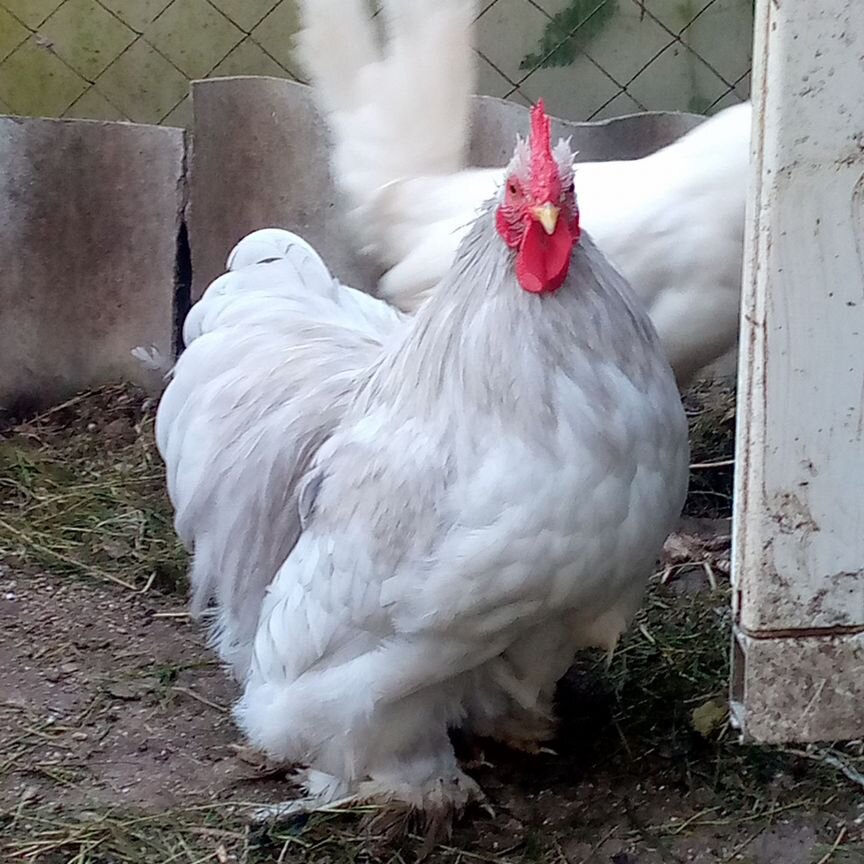 Куры молодки Кокахины