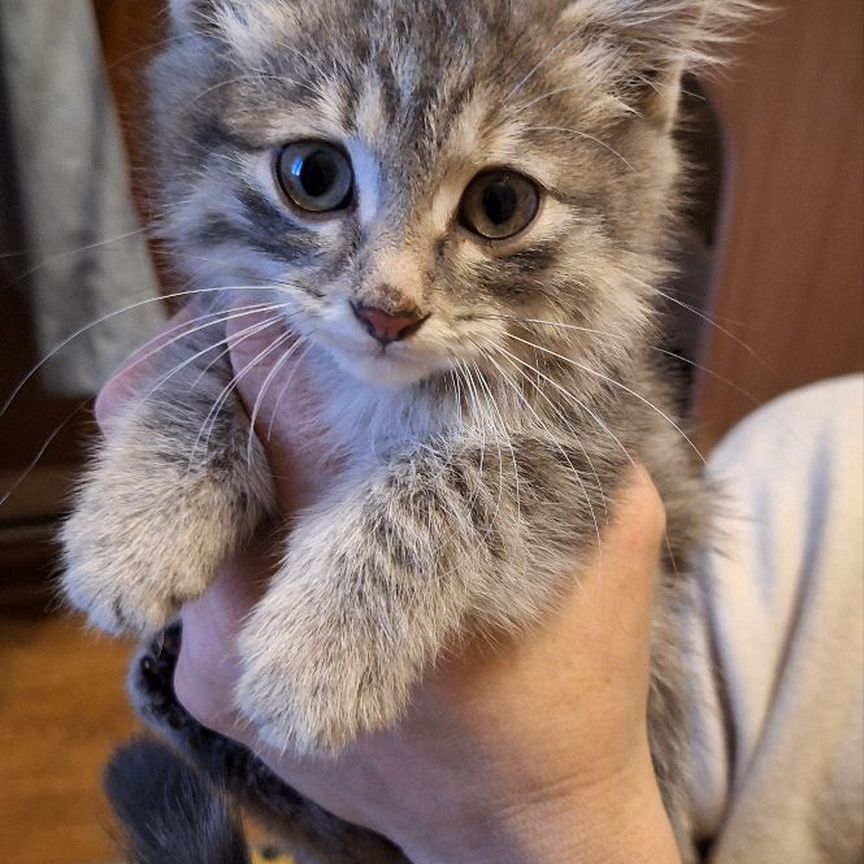 Котенок девочка