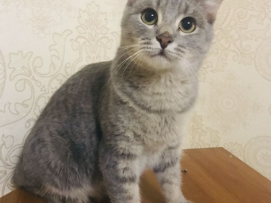 Котик мальчик 5 мес