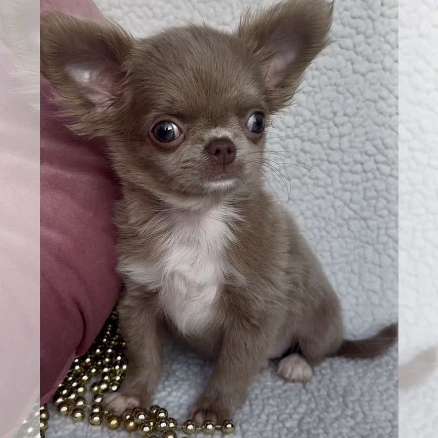 Чихуахуа, щенок