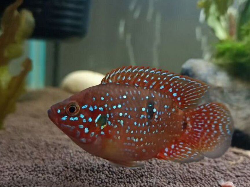 Хромисы Лифалили в добрые руки