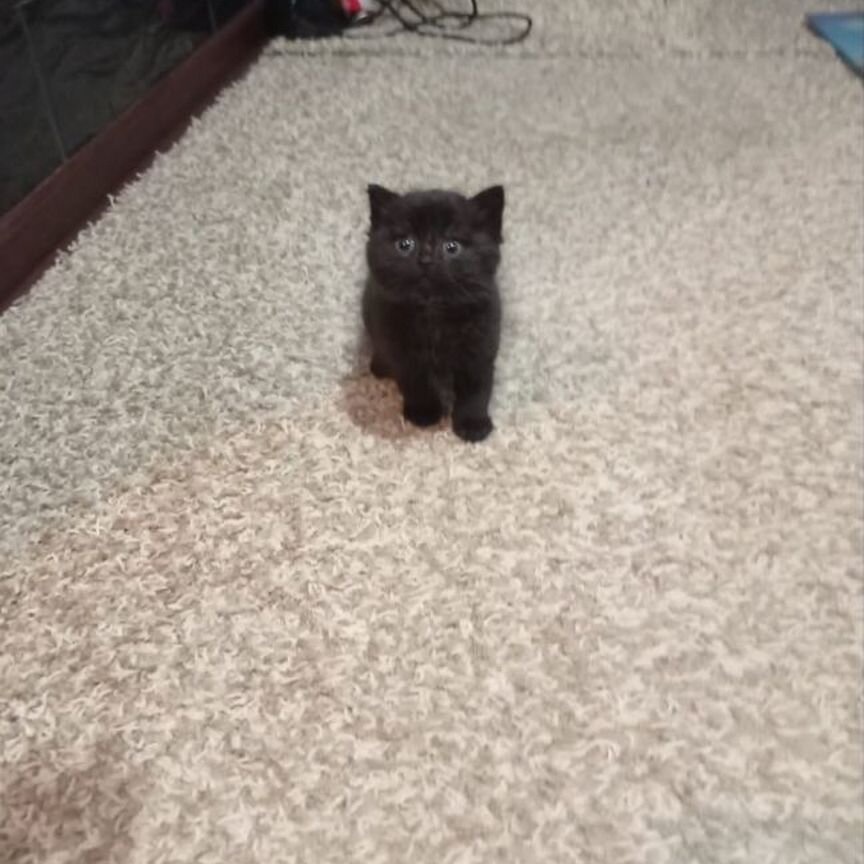 Котëнок