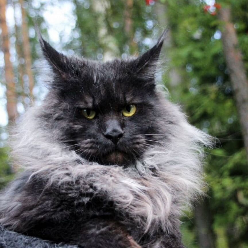 Мейн-кун котик